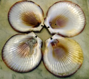 Scallop Pearl -- Ever Find One?